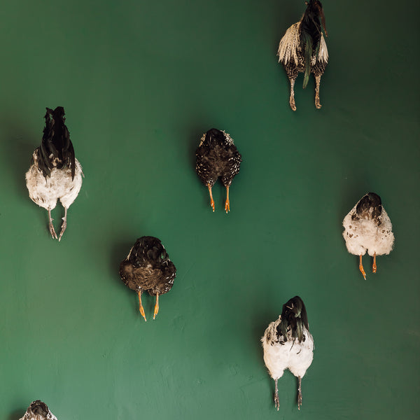 Chicken | Rooster Tail | Netherlands - Lx Lapa